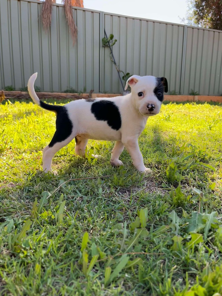 Minnie Mouse - Medium Female Mixed Breed Dog in WA - PetRescue