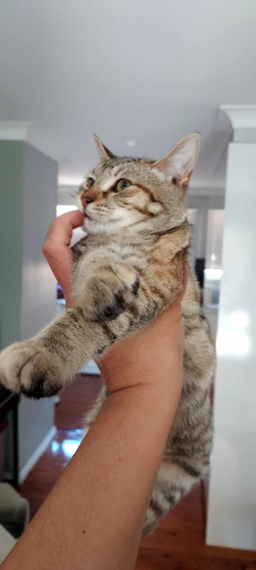 **Superb Spud** - Male Domestic Short Hair Cat in NSW - PetRescue