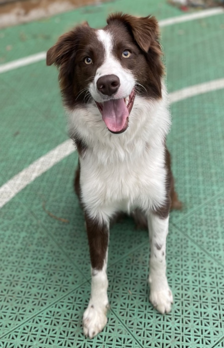 Lhotse - Medium Female Border Collie Dog in VIC - PetRescue