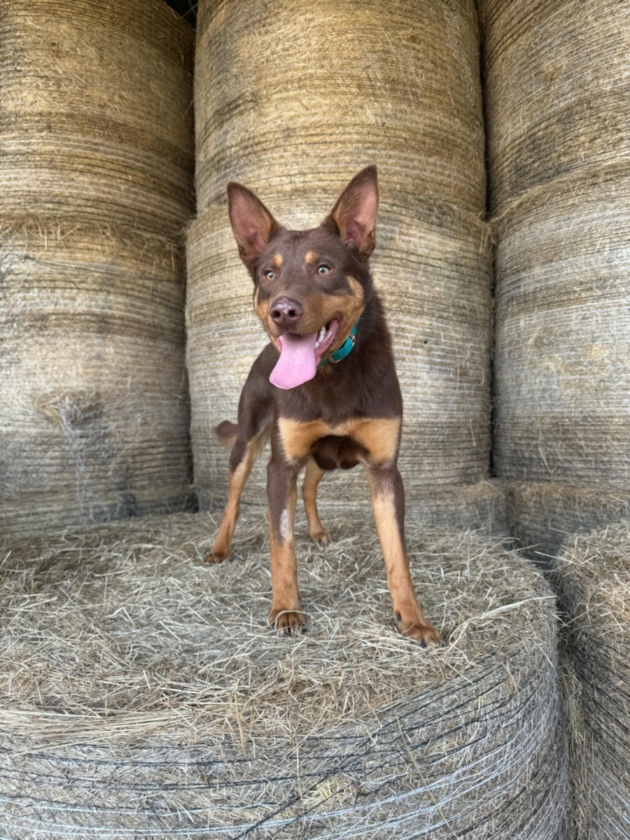 Rusty - Medium Male Kelpie Dog in VIC - PetRescue