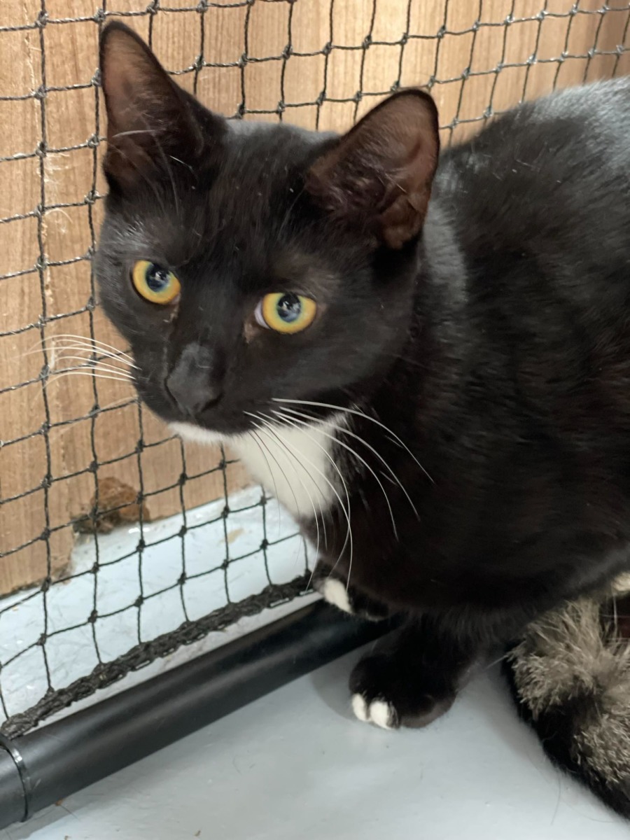 Marigold **2nd Chance Cat Rescue** - Female Domestic Short Hair Cat in ...