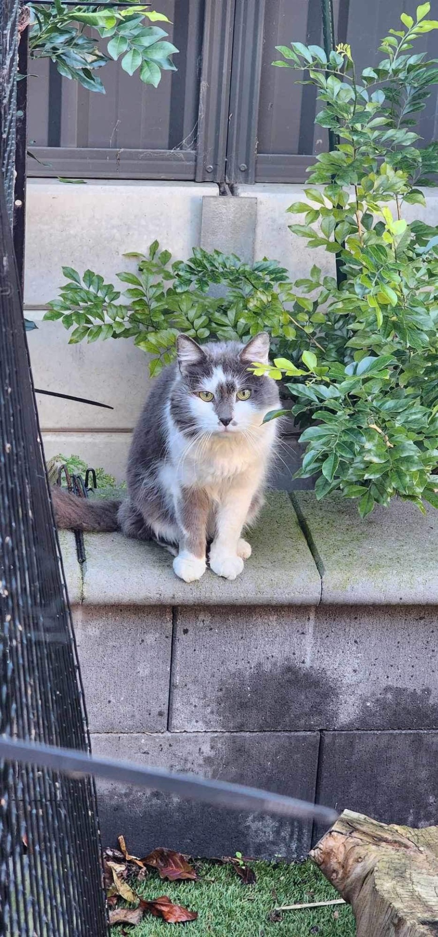 Ginger Ninja Animal Rescue - PetRescue