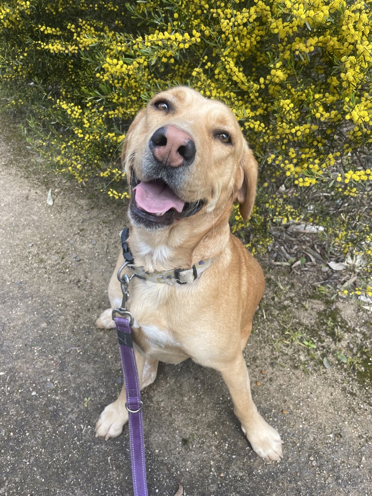 Koda - Medium Female Beagle x Bloodhound Mix Dog in VIC - PetRescue