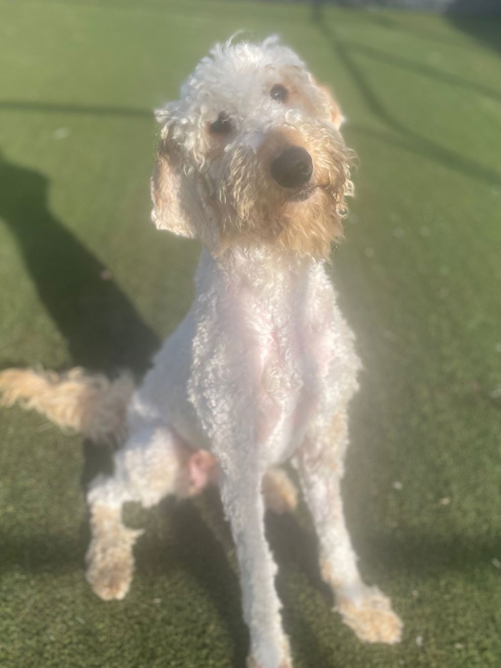 Lulu - Medium Female Poodle Standard Mix Dog in VIC - PetRescue