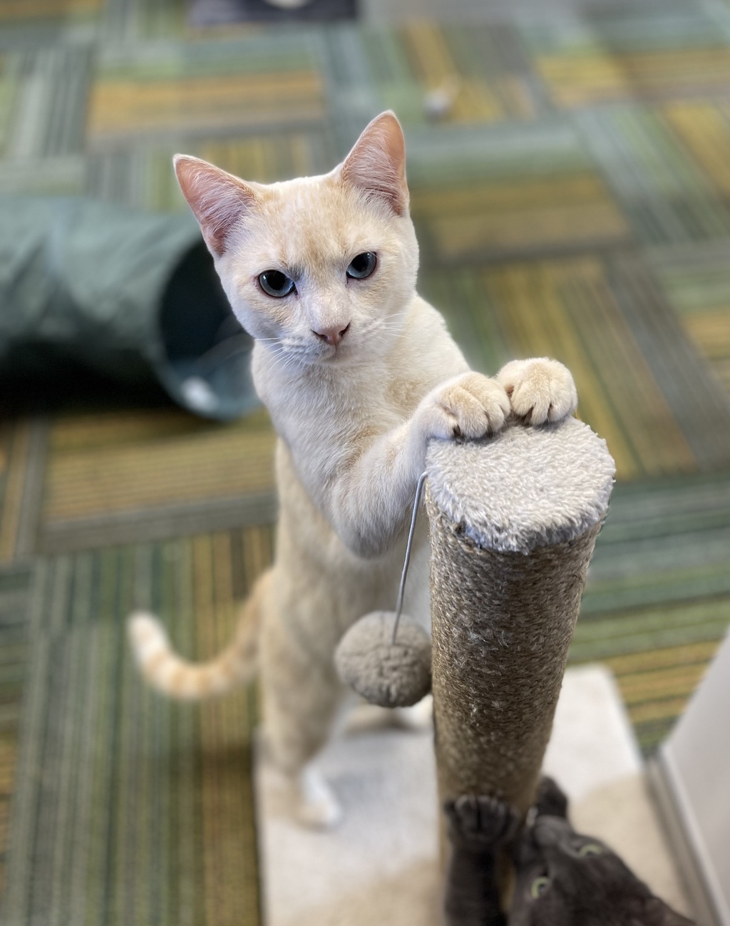 Timon - Male Layanese Mix Cat in QLD - PetRescue