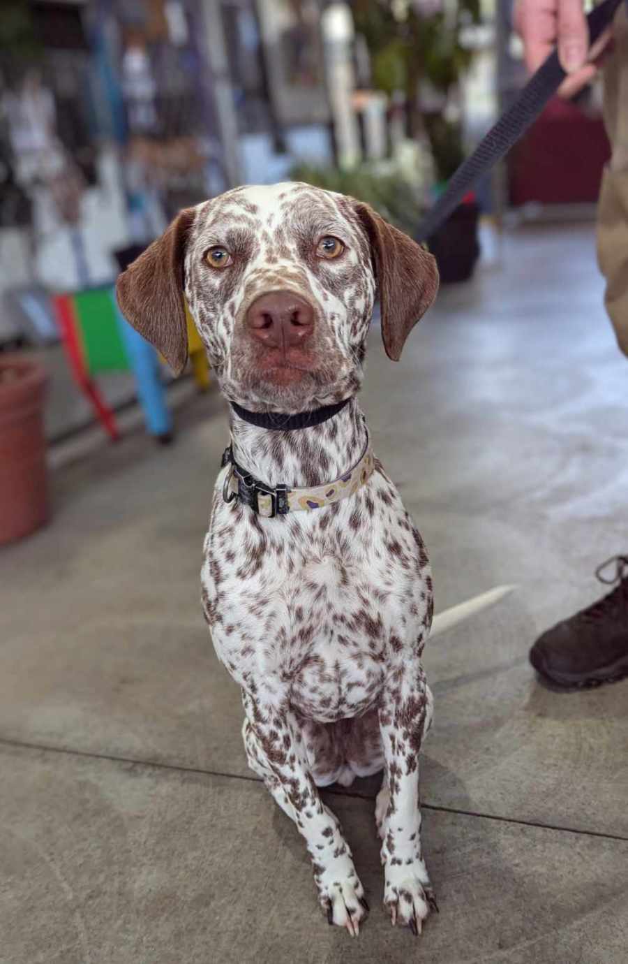 Kirra - Medium Female Dalmatian Dog in NSW - PetRescue