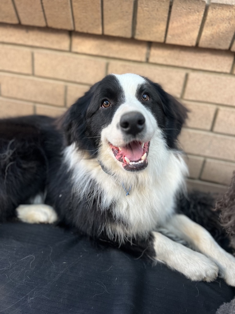 Spot - Medium Male Border Collie Dog in NSW - PetRescue