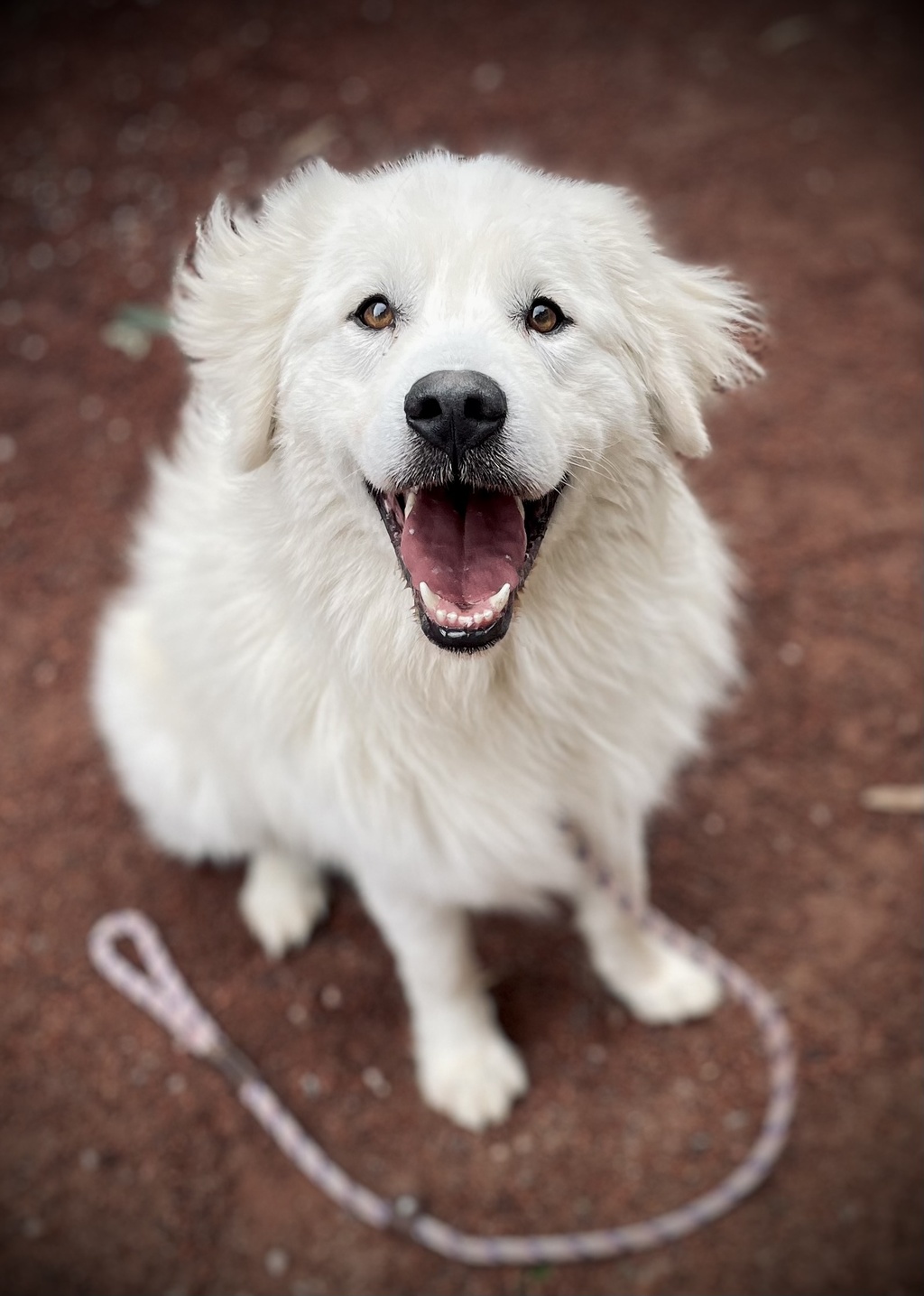 Boba - Large Male Maremma Sheepdog Dog in VIC - PetRescue