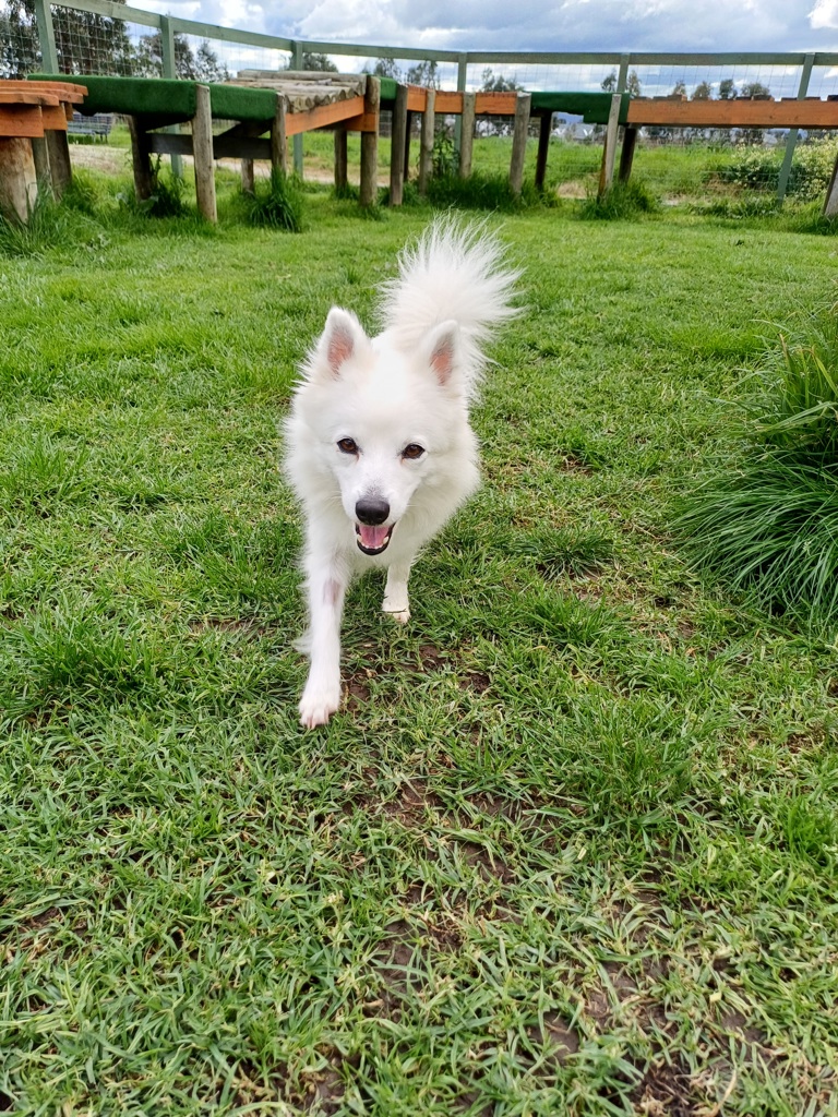 Cloud - Small Female Japanese Spitz Mix Dog in VIC - PetRescue