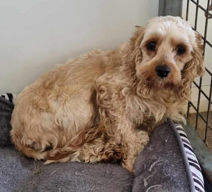 Daisy - Small Female Cocker Spaniel Mix Dog in NSW - PetRescue