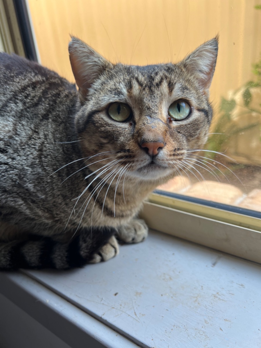 Tobias - Male Domestic Short Hair Cat in NSW - PetRescue