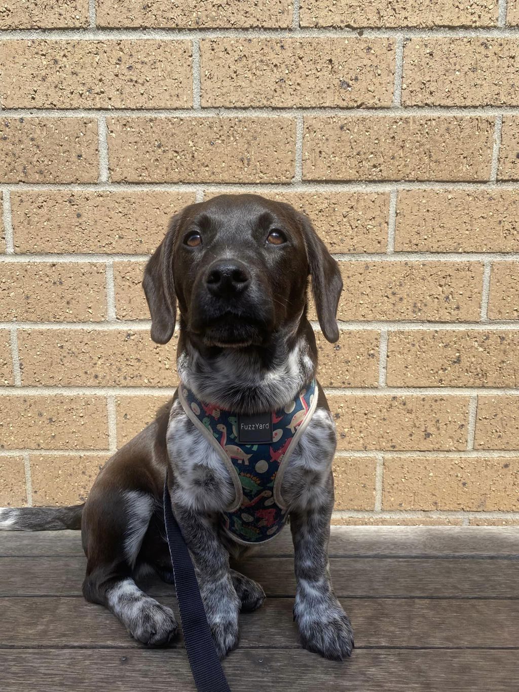 Echo - Medium Male German Shorthaired Pointer Mix Dog in VIC - PetRescue