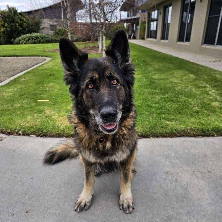Zena - Large Female German Shepherd Dog in VIC - PetRescue