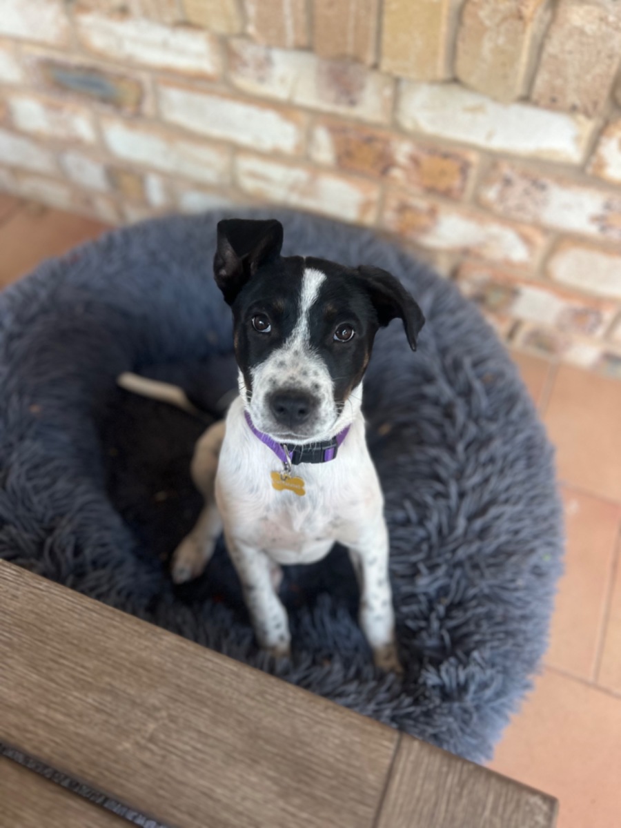 Stella - Medium Female Border Collie x Staffy Mix Dog in NSW - PetRescue