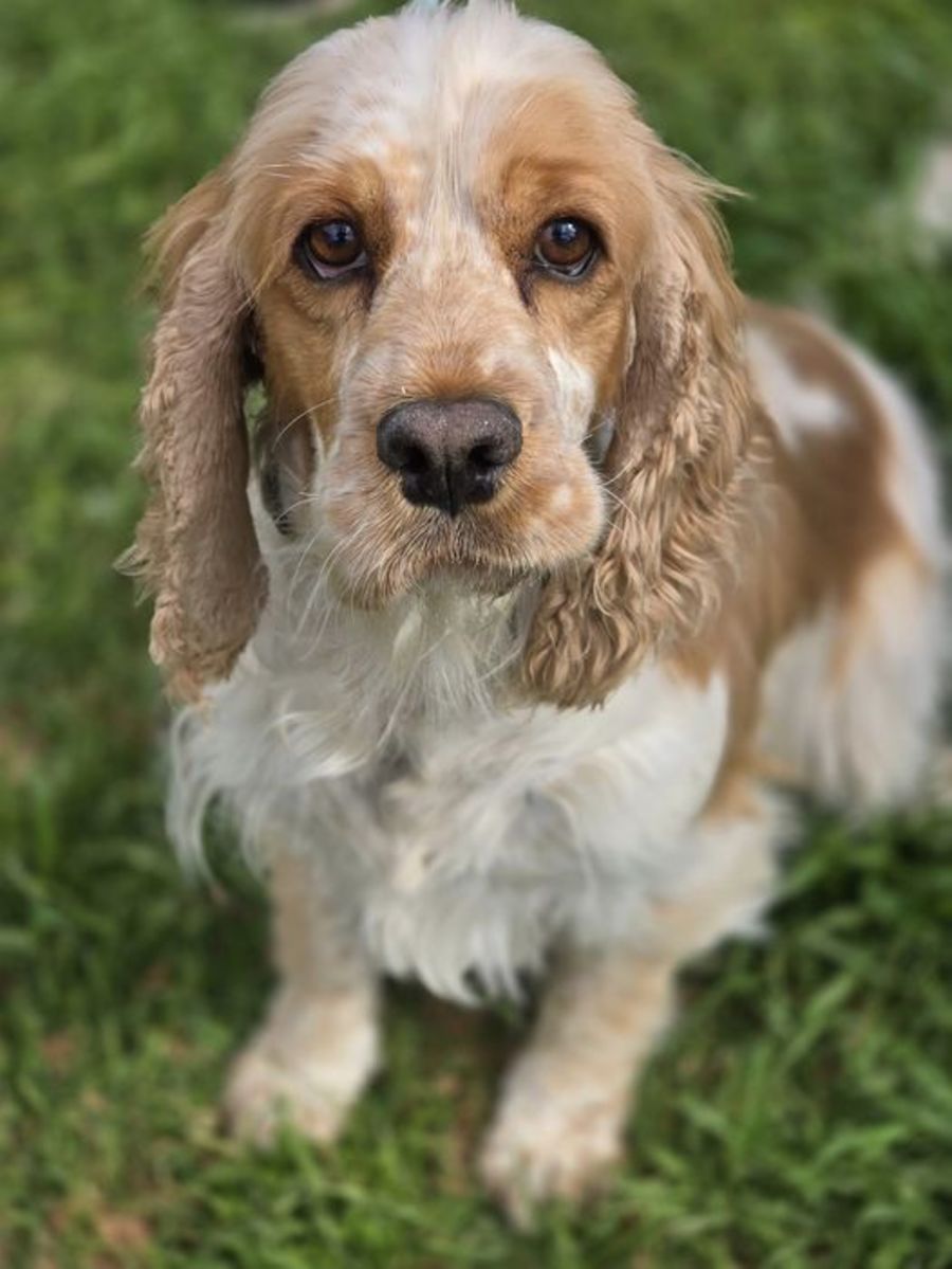 Pumpkin - Medium Female Cocker Spaniel Dog in VIC - PetRescue