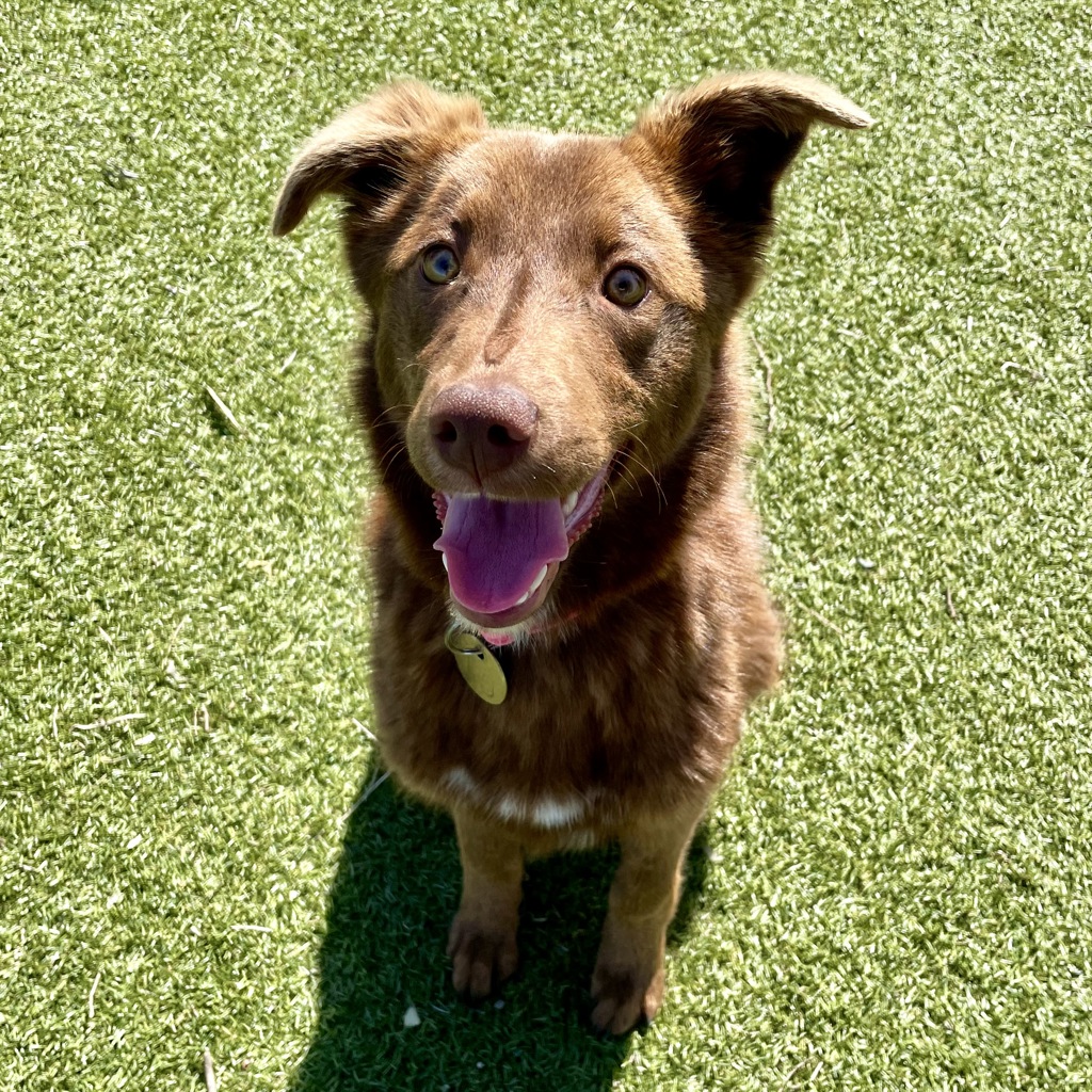 Poppy - Medium Female Australian Shepherd Mix Dog in VIC - PetRescue
