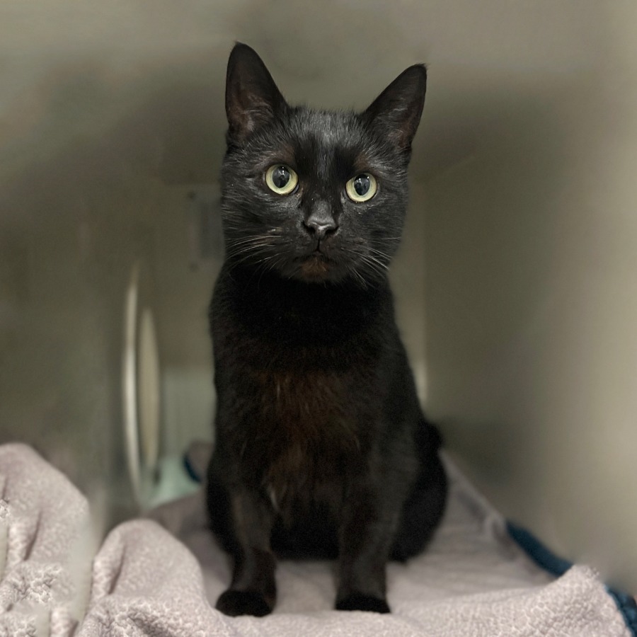 Millicent - Female Domestic Short Hair Cat in VIC - PetRescue