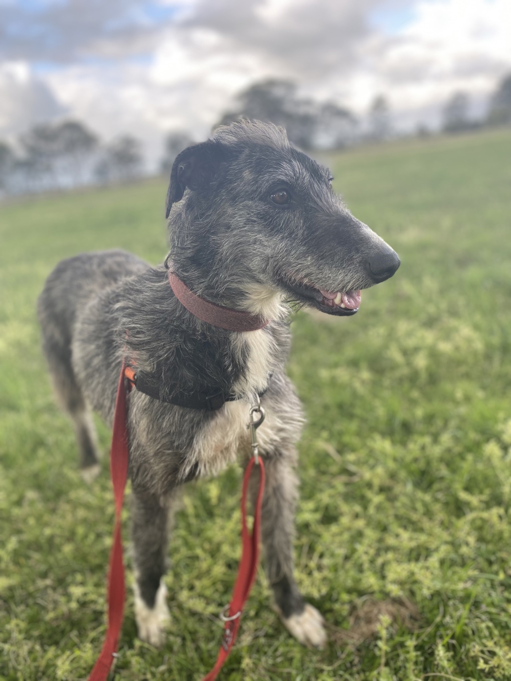 Cricket - Medium Female Staghound x Medium Cross Breed Mix Dog in VIC ...