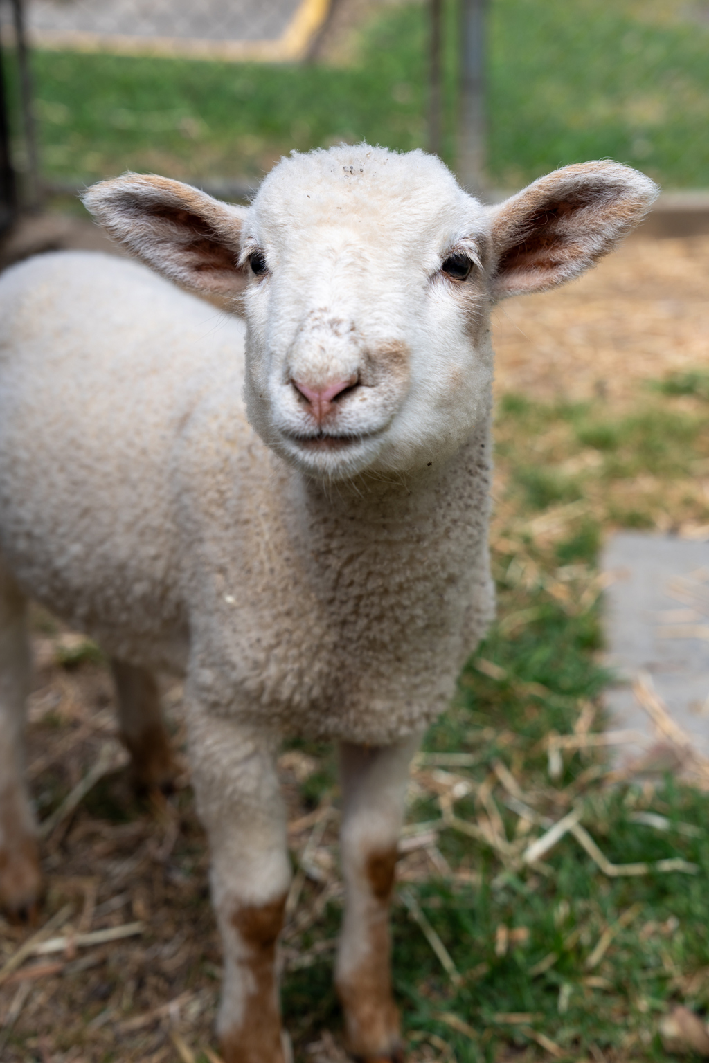 Lamborghini - Male Merino Mix Sheep in NSW - PetRescue