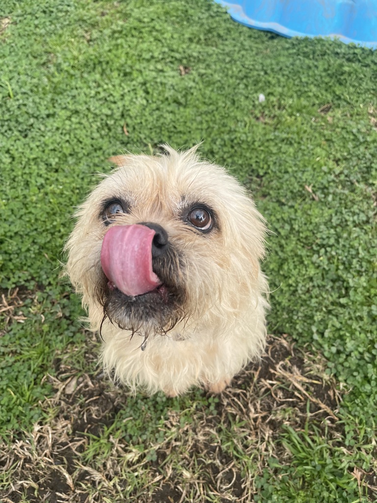 Izzy - Small Female Pug x Terrier Mix Dog in VIC - PetRescue
