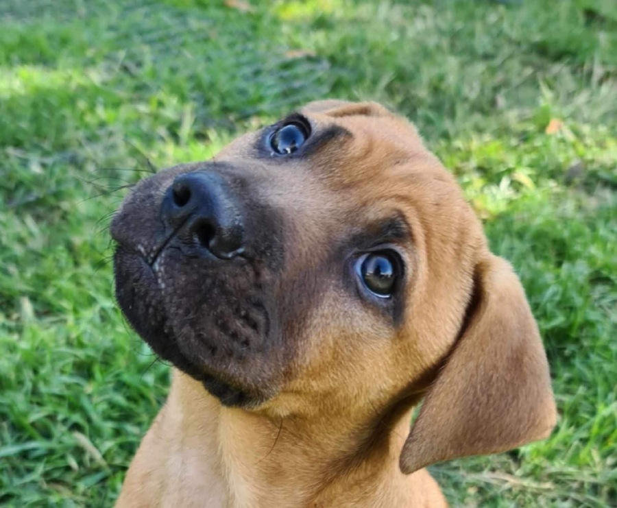 Priscilla - Medium Female Shar-Pei Mix Dog in QLD - PetRescue