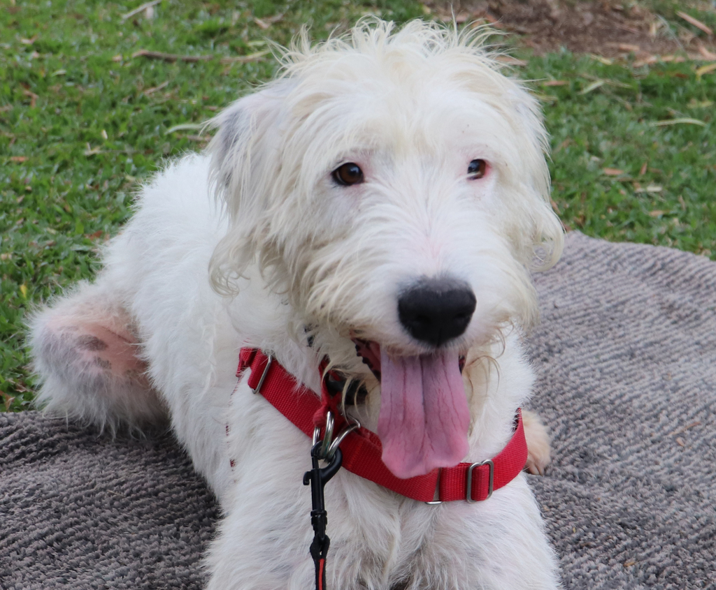 Tin Tin - Large Male North Queensland Bullhound Mix Dog in QLD - PetRescue