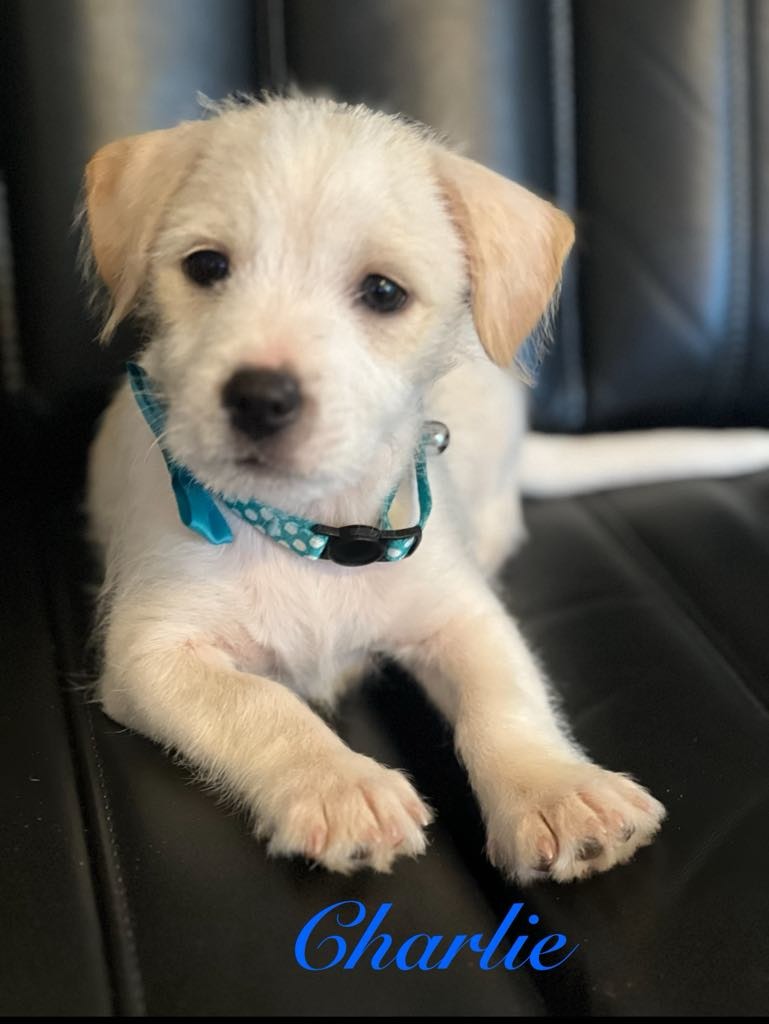 Charlie - Small Male Jack Russell Terrier x Mixed Breed Mix Dog in WA ...