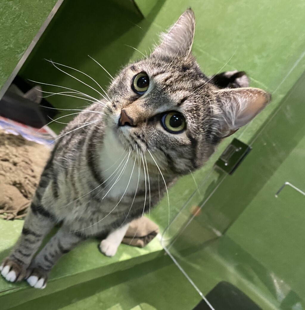 Mimi - Female Domestic Short Hair Cat in VIC - PetRescue