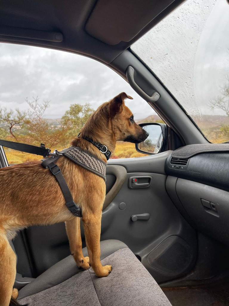Trevor - Medium Male Mixed Breed Dog in WA - PetRescue
