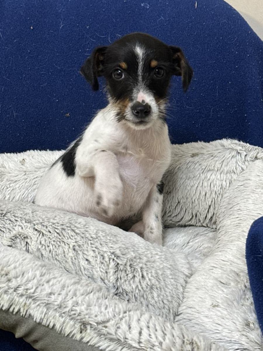 Caesar - Small Male Miniature Fox Terrier Dog in QLD - PetRescue