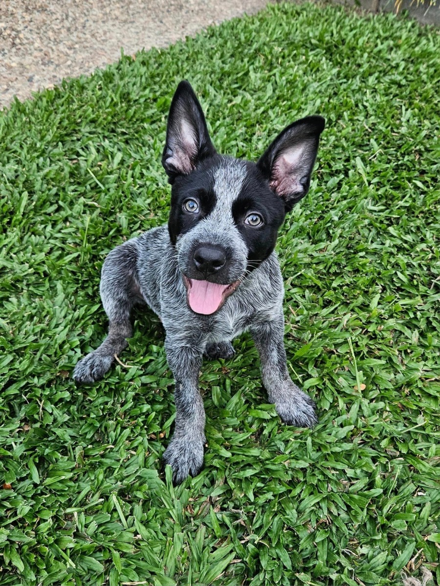 Jack - Medium Male Australian Stumpy Tail Cattle Dog Mix Dog in QLD ...