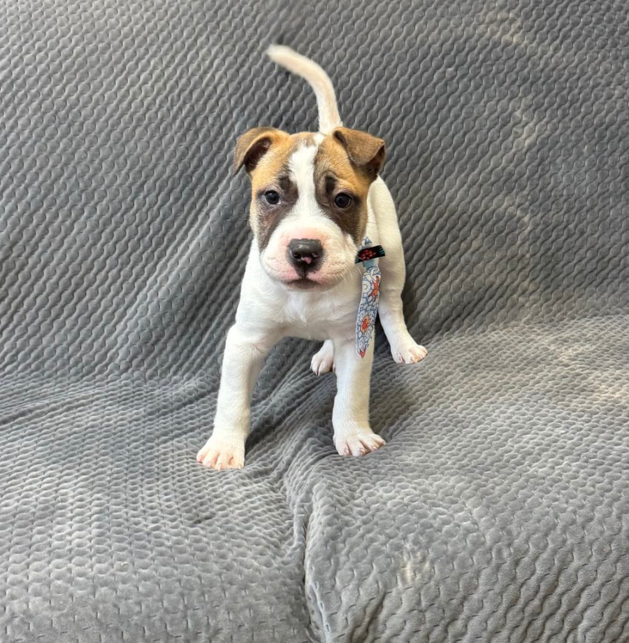 Dexter - Medium Male British Bulldog Mix Dog in QLD - PetRescue