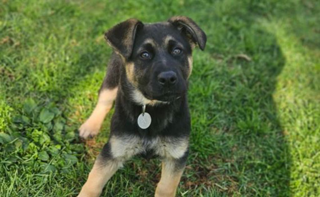 Luna - Medium Female German Shepherd Mix Dog in VIC - PetRescue