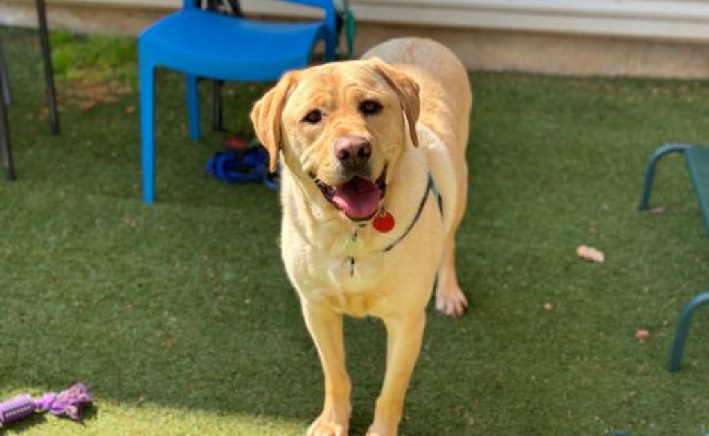 Archie - Large Male Labrador Mix Dog in VIC - PetRescue