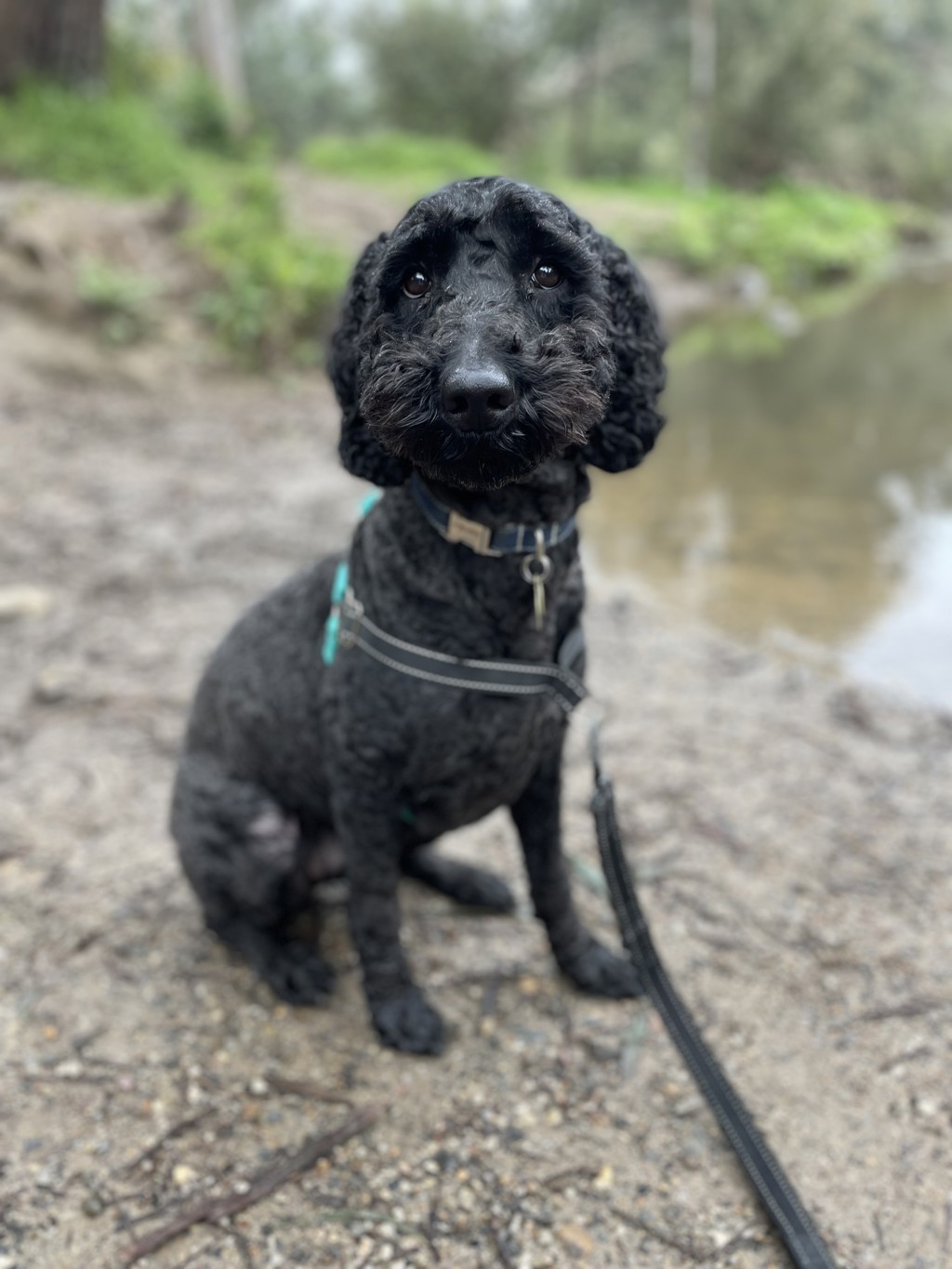 Bella - Large Female Groodle Mix Dog in VIC - PetRescue