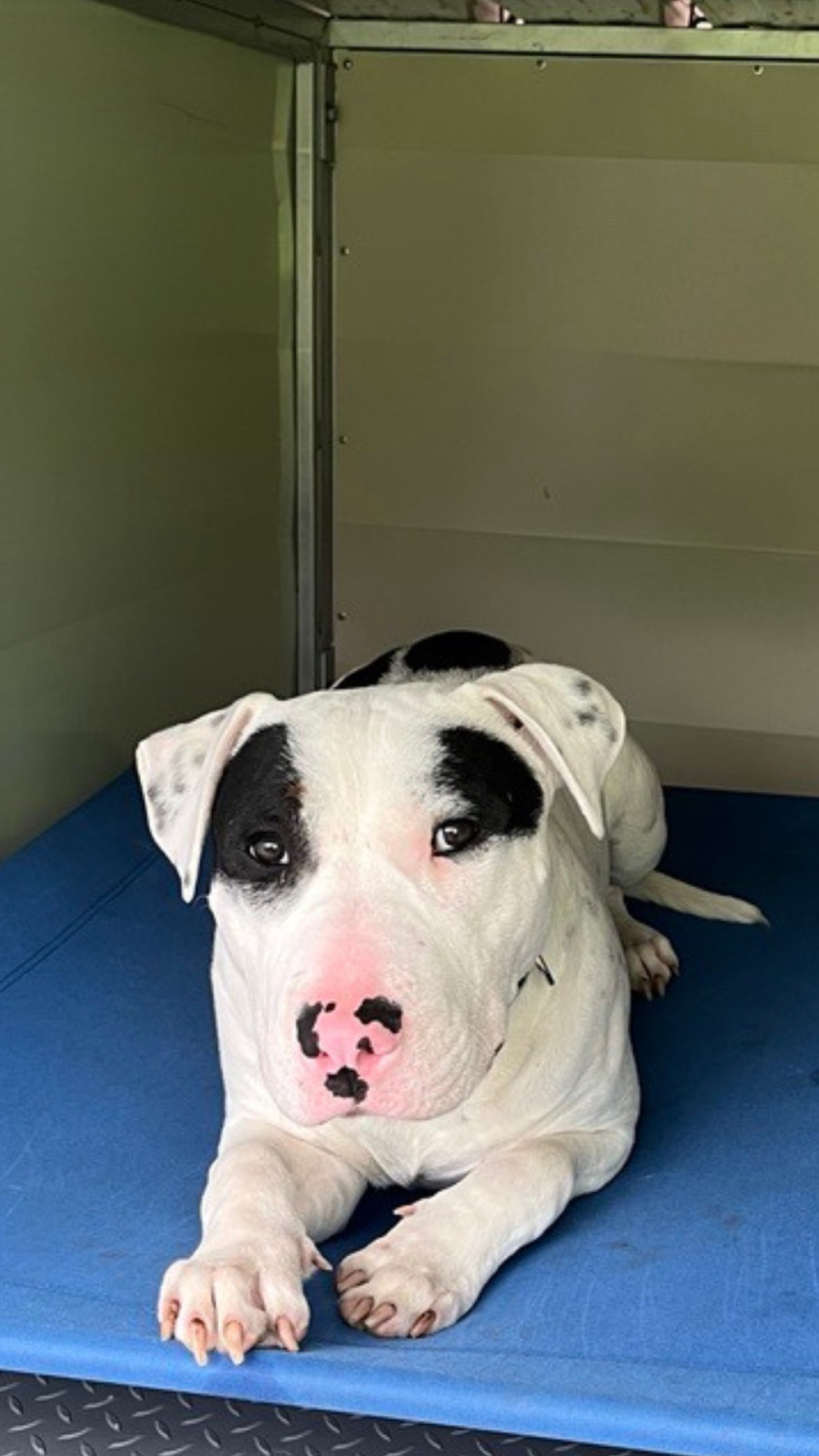 Patch - Small Male Bull Terrier x American Staffordshire Terrier Mix ...