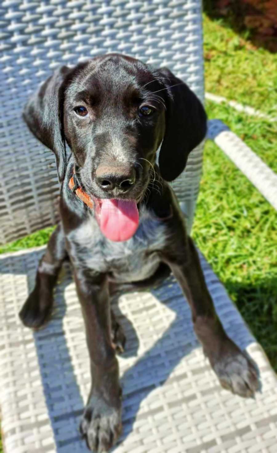 Masie - Medium Female Border Collie x Red Setter Mix Dog in QLD - PetRescue