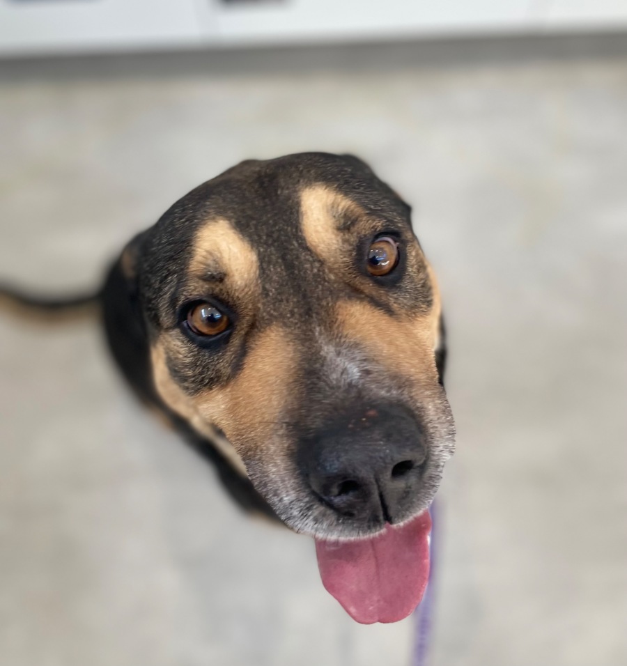 Enzo - Medium Male Kelpie Mix Dog in NSW - PetRescue