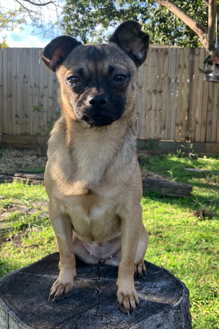 Minnie 🐭 - Small Female Pug Mix Dog in QLD - PetRescue