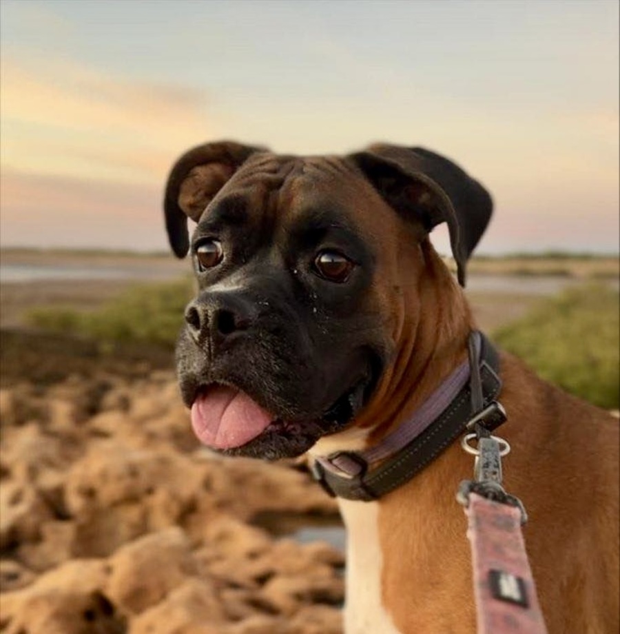 Bwahlo - Medium Male Boxer Dog in WA - PetRescue