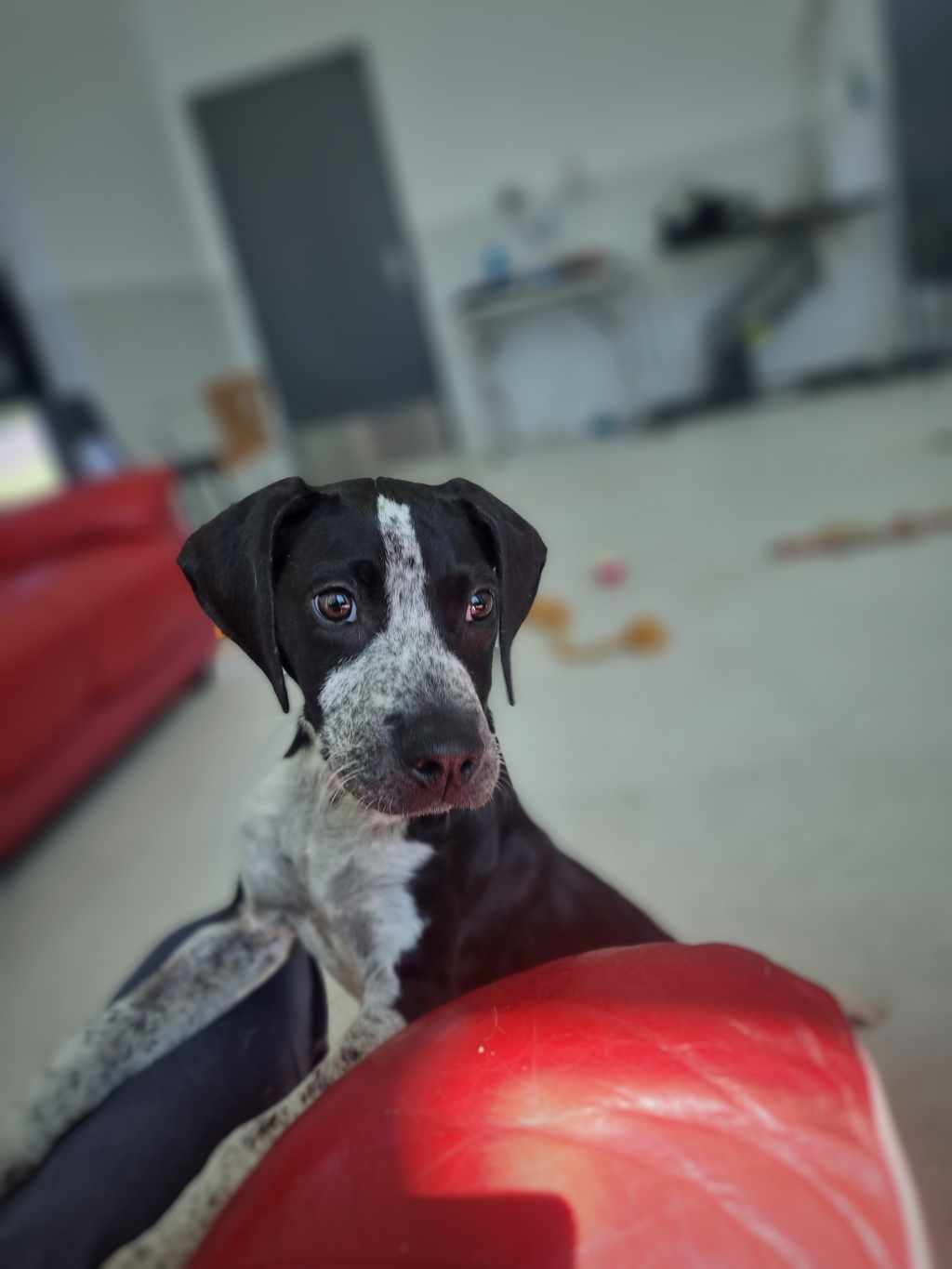 Tippy - Large Male Australian Cattle Dog x German Shorthaired Pointer ...