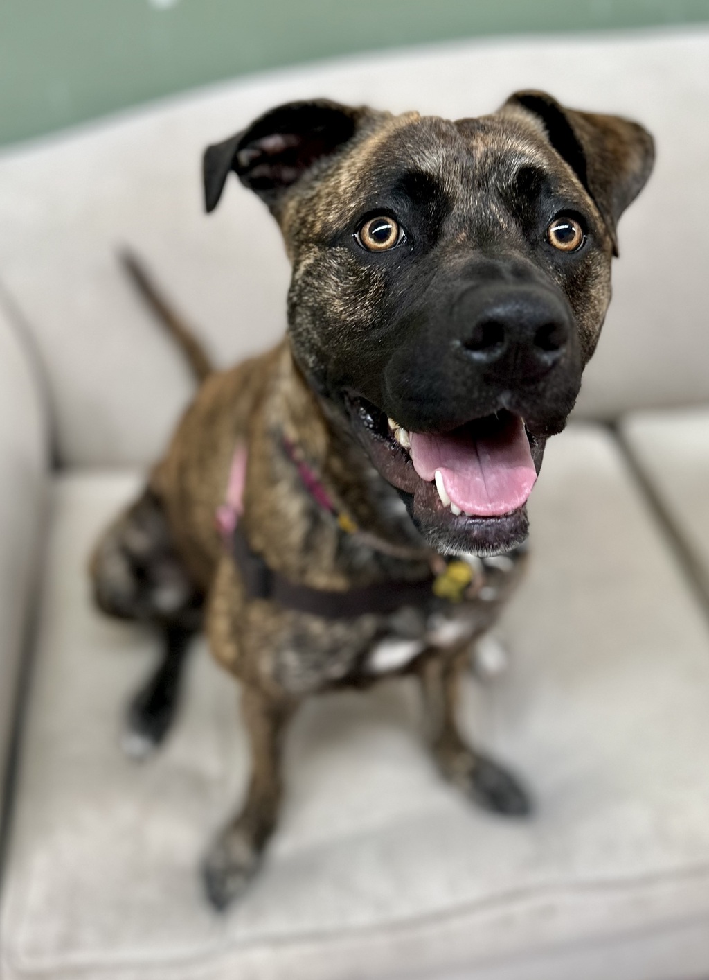 Digger - Medium Male Rhodesian Ridgeback x American Staffordshire ...