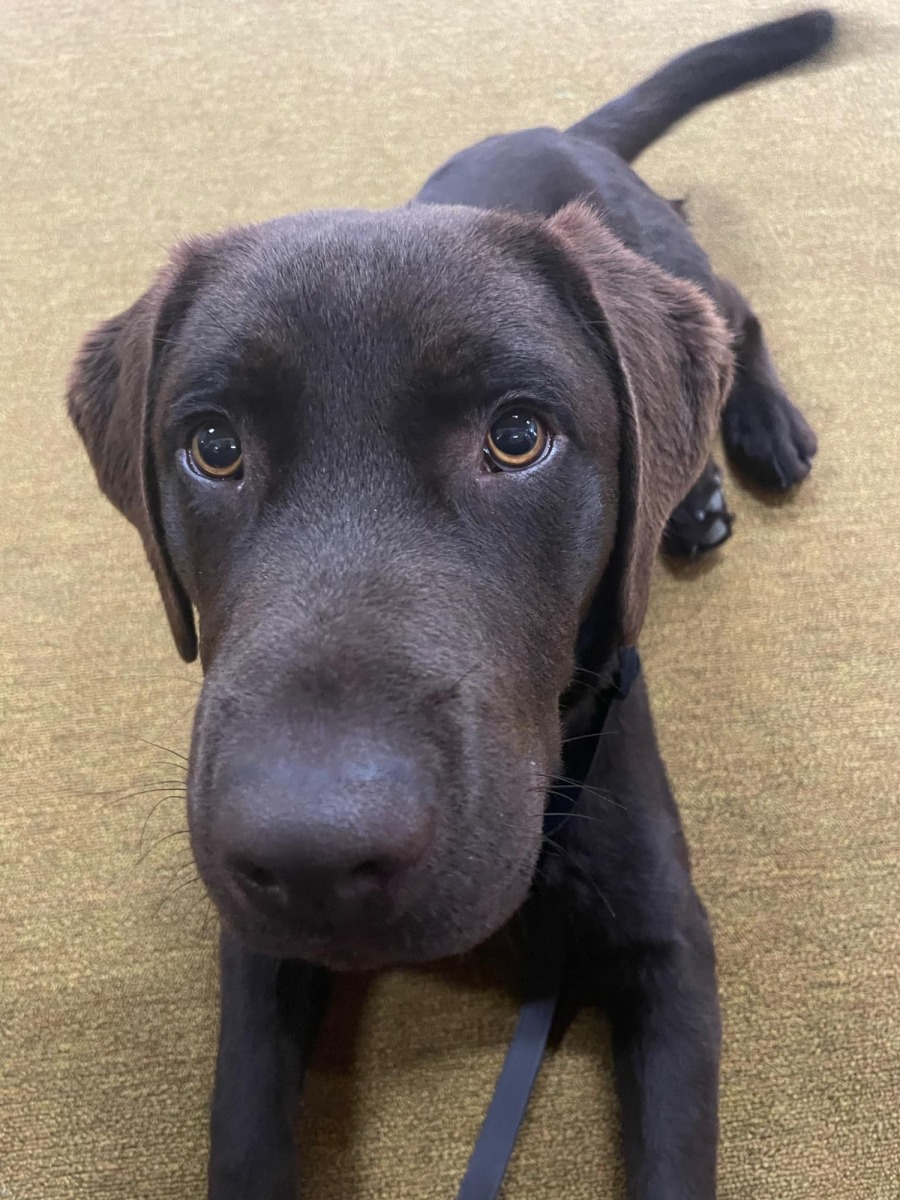 Vinnie - Medium Male Labrador Dog in VIC - PetRescue
