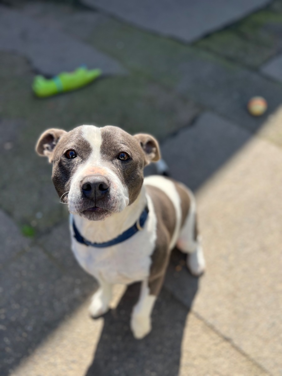 Tane - Small Male Staffy Mix Dog in VIC - PetRescue