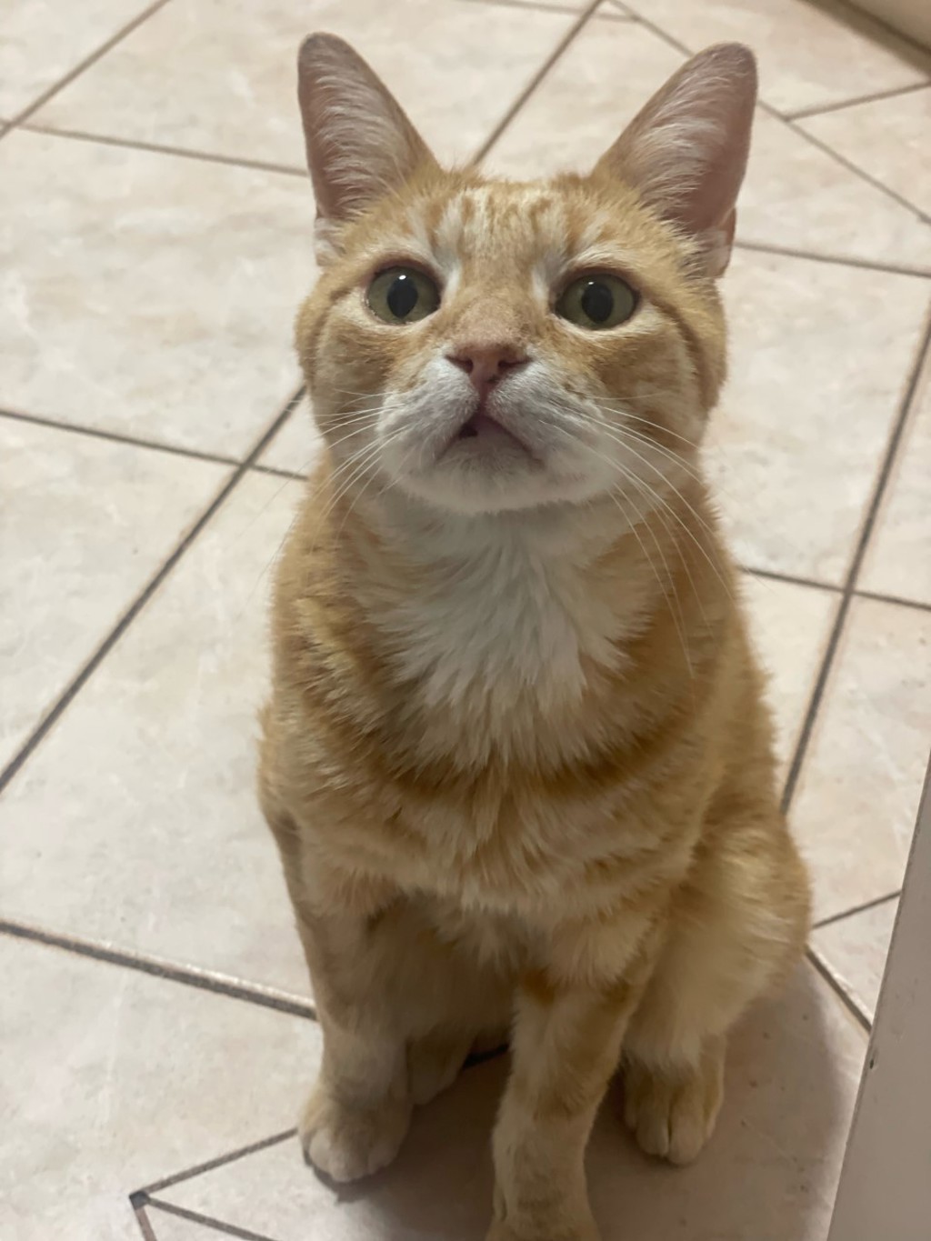 Kichia/ Ginger - Male Domestic Short Hair Mix Cat in WA - PetRescue