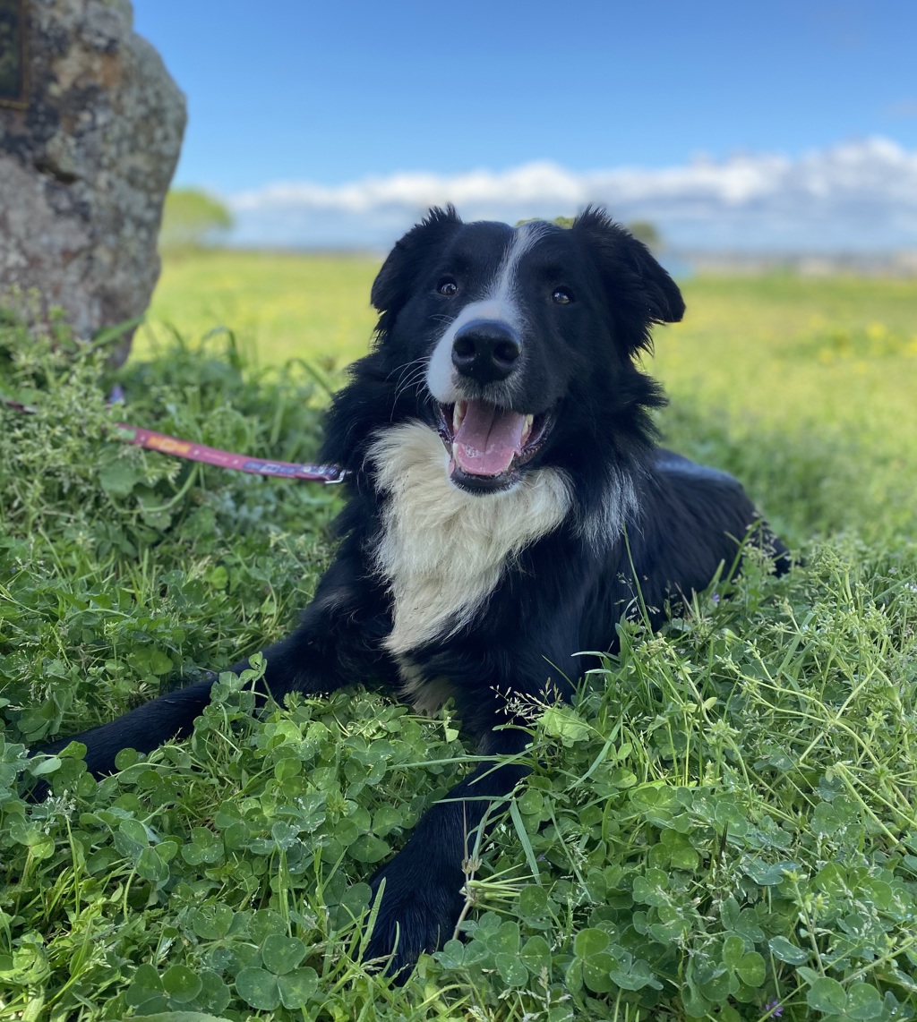 Scout - Medium Male Border Collie x Medium Cross Breed Mix Dog in VIC ...