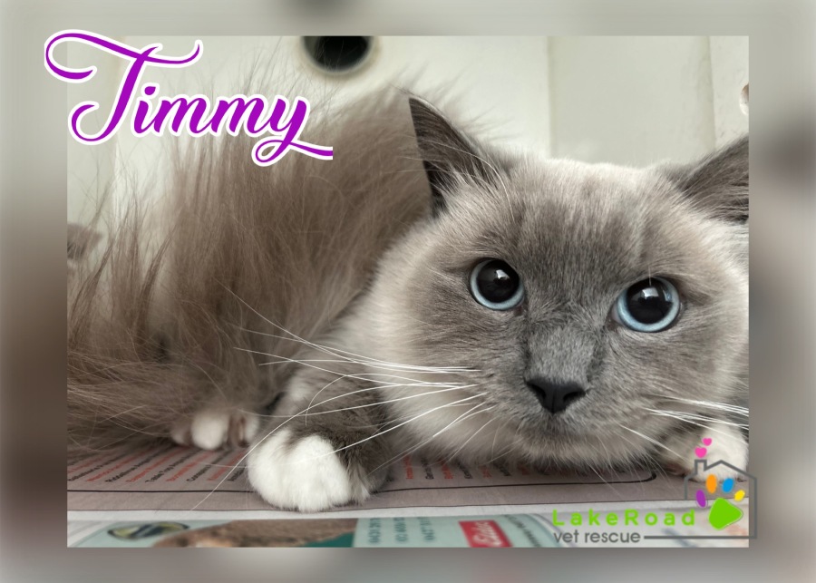 Timmy - Male Ragdoll Cat in NSW - PetRescue