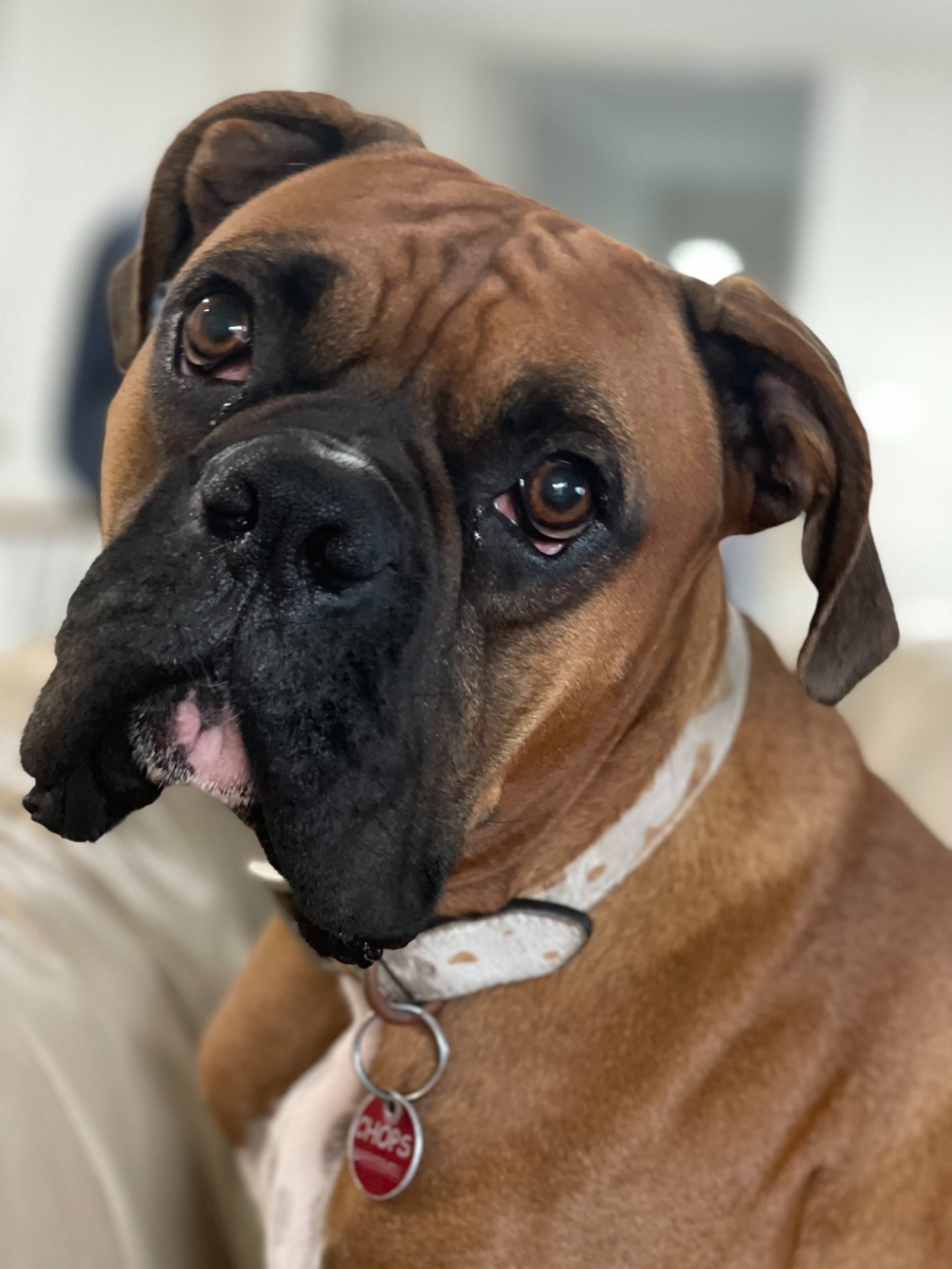 Chops - Medium Male Boxer Dog in VIC - PetRescue