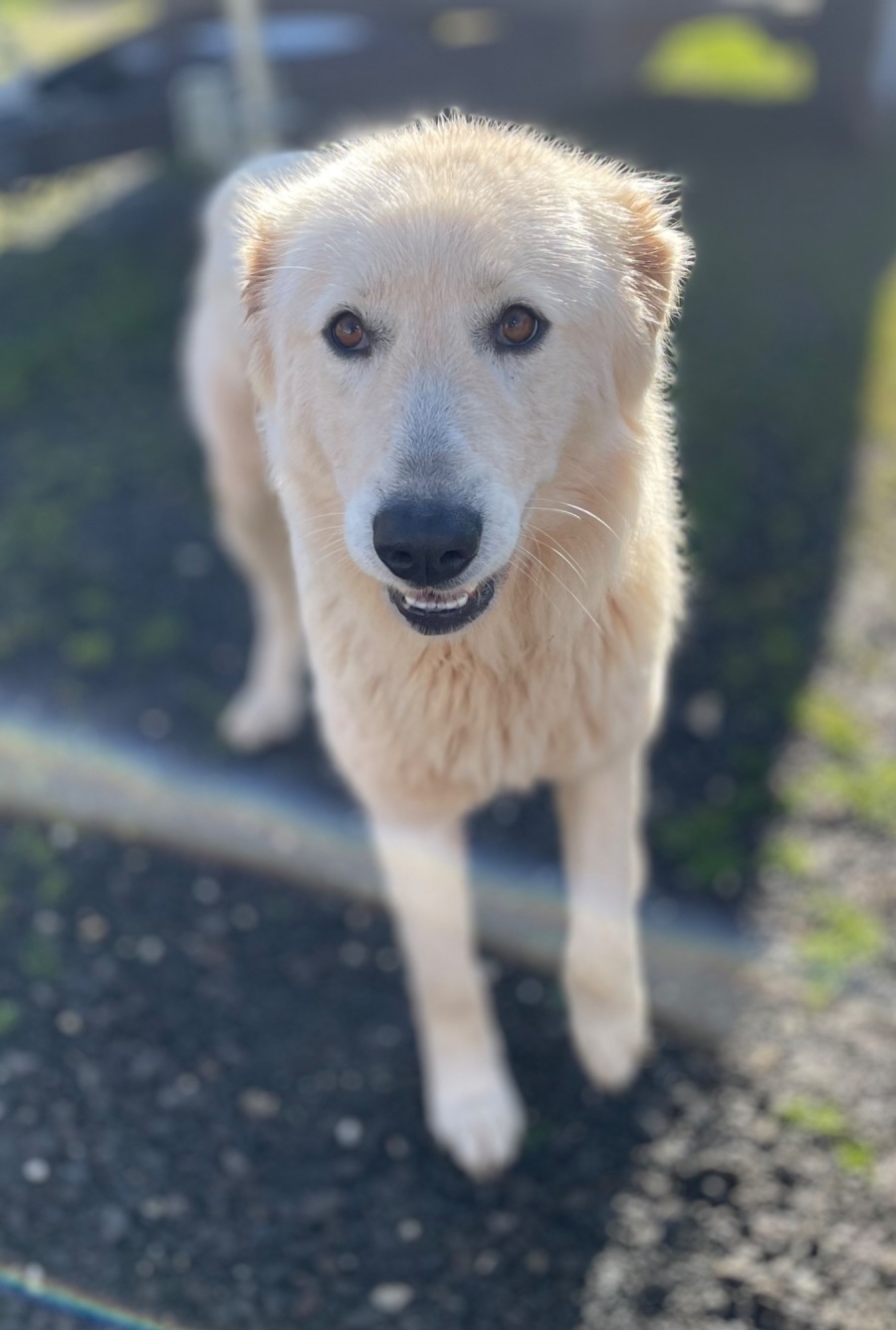 Uber - Large Female Maremma Sheepdog Mix Dog in VIC - PetRescue