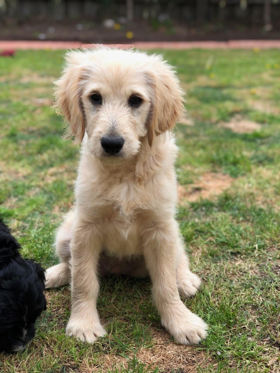 Aquila - Golden Retriever Poodle Cross - Large Female Golden Retriever ...
